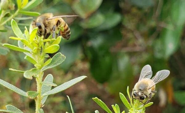 Benefits of Bee Medicine | Sacred Bee Healing Center