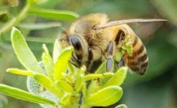 Benefits of Bee Medicine | Sacred Bee Healing Center